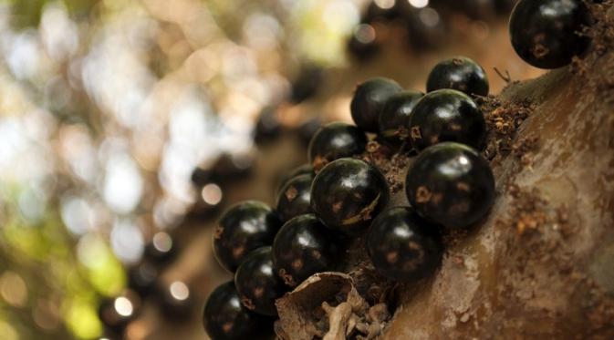 Pohon Anggur Unik yang Hanya Tumbuh di Brazil